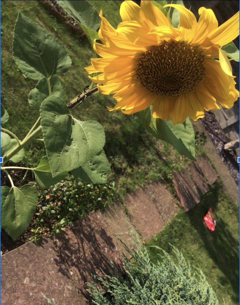 MGGS ‘Ray of Sun’ Project - Maidstone Grammar School for Girls