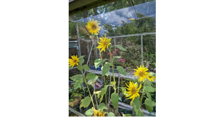 MGGS ‘Ray of Sun’ Project - Maidstone Grammar School for Girls